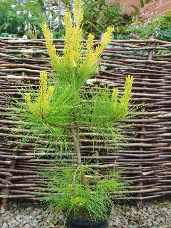 Pinus radiata 'Aurea'