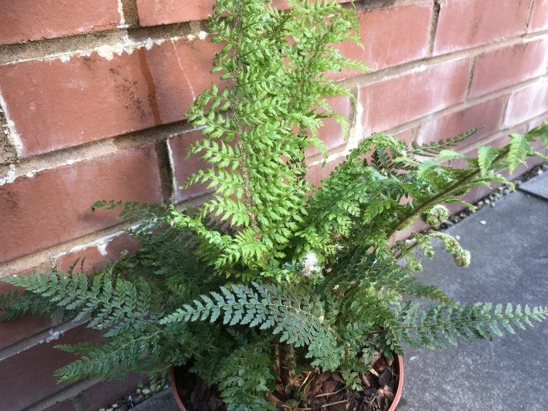 Polystichum proliferum (Mother Shield Fern)