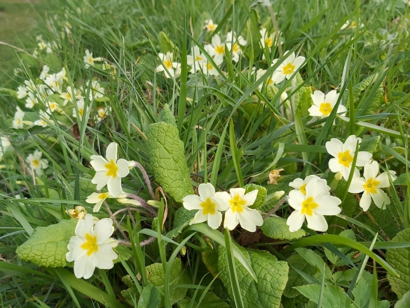 Primula vulgaris Primrose