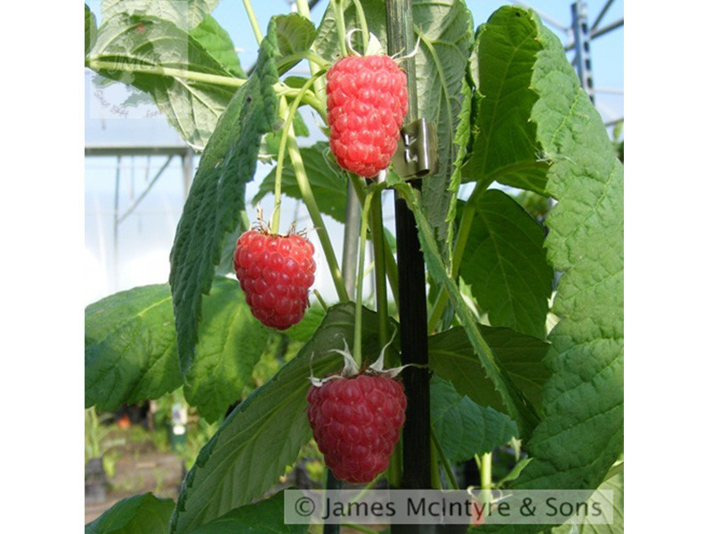 Raspberry Malling Admiral 10 Canes