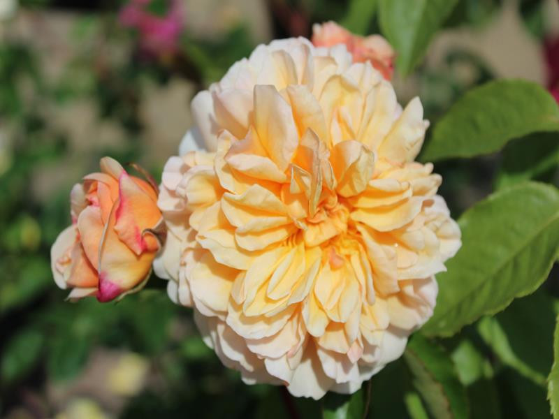 Rosa 'Port Sunlight' ® (Auslofty) - David Austin ® English Roses ...