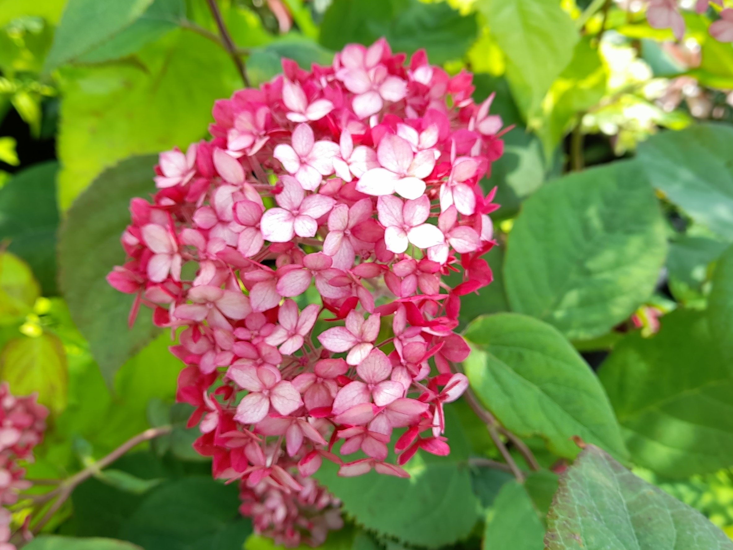 Hydrangea arborescens 'Ruby Annabelle'