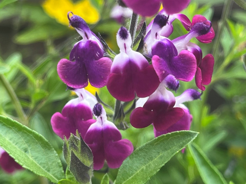 Salvia x jamensis 'Amethyst Lips' - Salvias - Plants