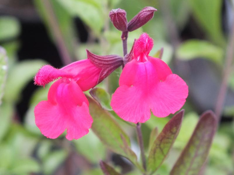 Salvia greggii 'Pink Preference'