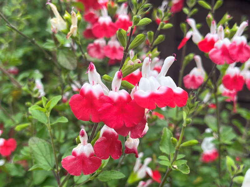 Salvia x jamensis 'Hot Lips' - x jamensis - Salvias - Plants
