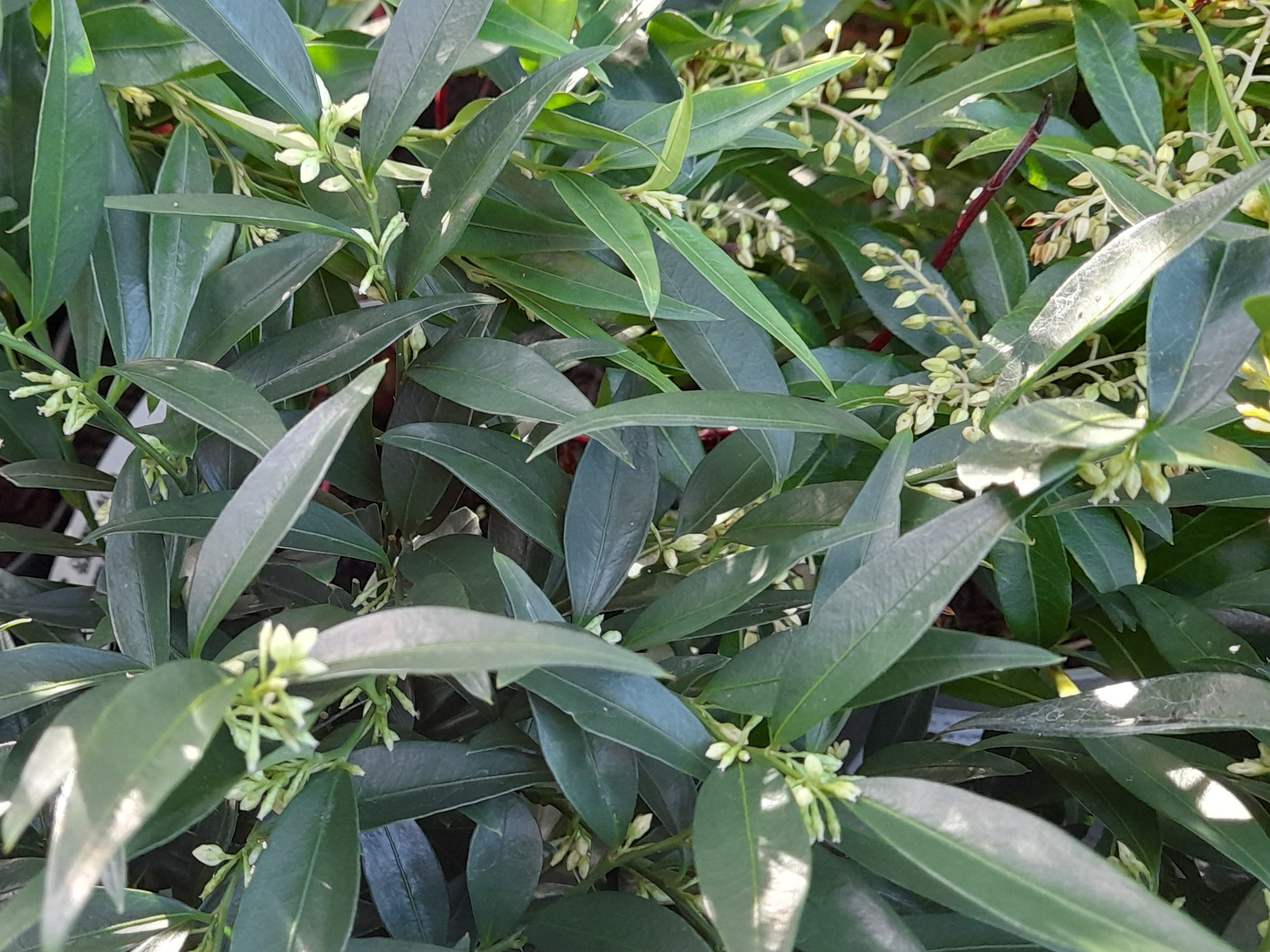 Sarcococca ruscifolia 'Dragons Gate'