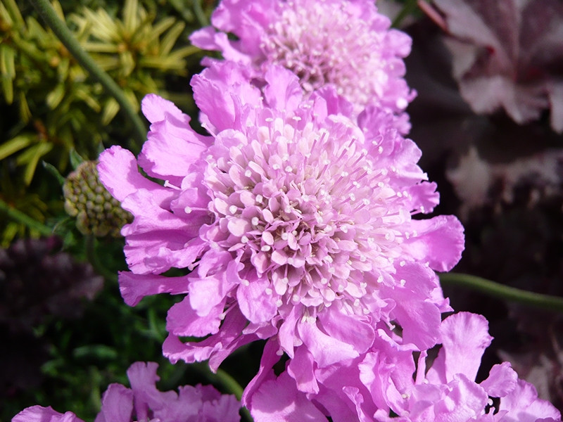 Scabiosa 'Pink Mist' - Herbaceous - Plants