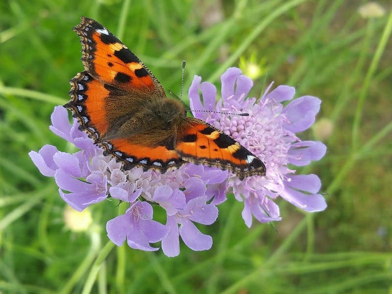 Scabiosa columbaria Small Scabious - Plants
