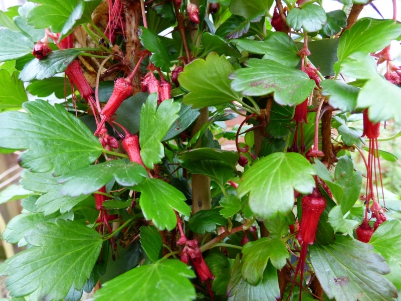 Ribes speciosum - Shrubs - Plants
