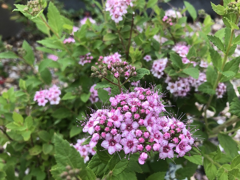 Spiraea japonica 'Little Princess' - Shrubs - Plants