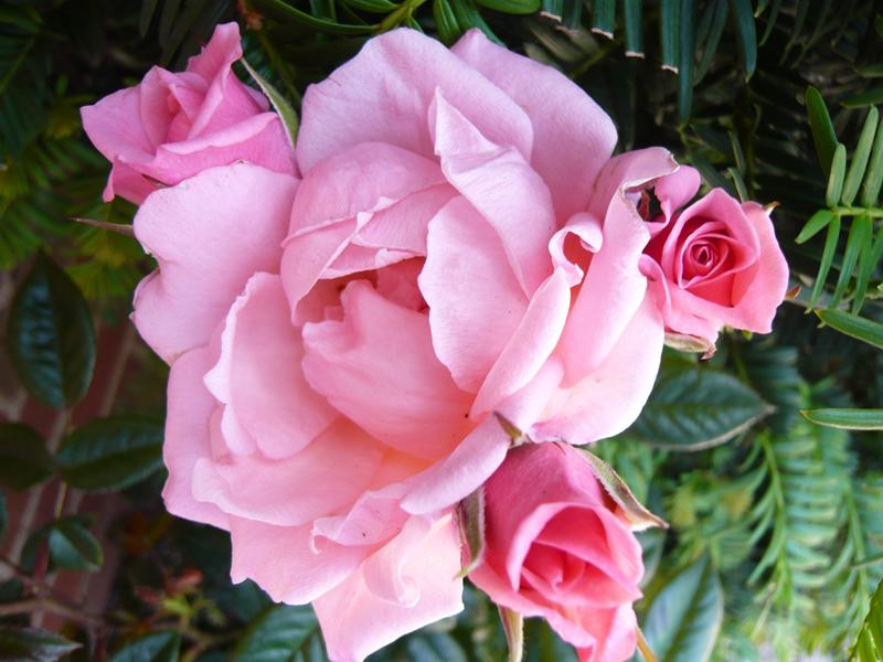 Rosa 'Star Performer'