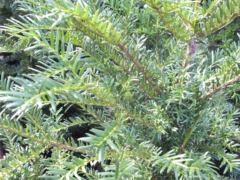 Taxus baccata - Conifers - Plants