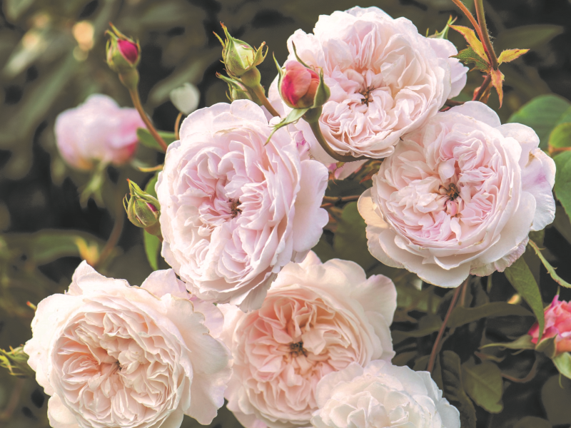 Rosa 'The Albrighton Rambler' (Ausmobile)