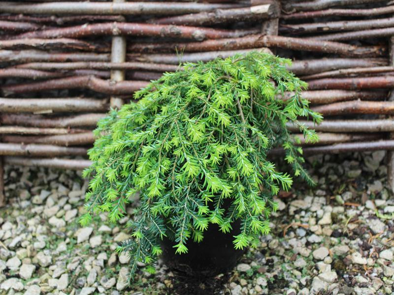 Tsuga canadensis 'Cole's Prostrate' - Conifers - Plants