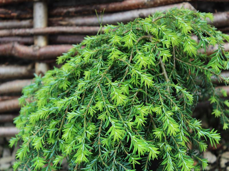 Tsuga canadensis 'Cole's Prostrate' - Conifers - Plants