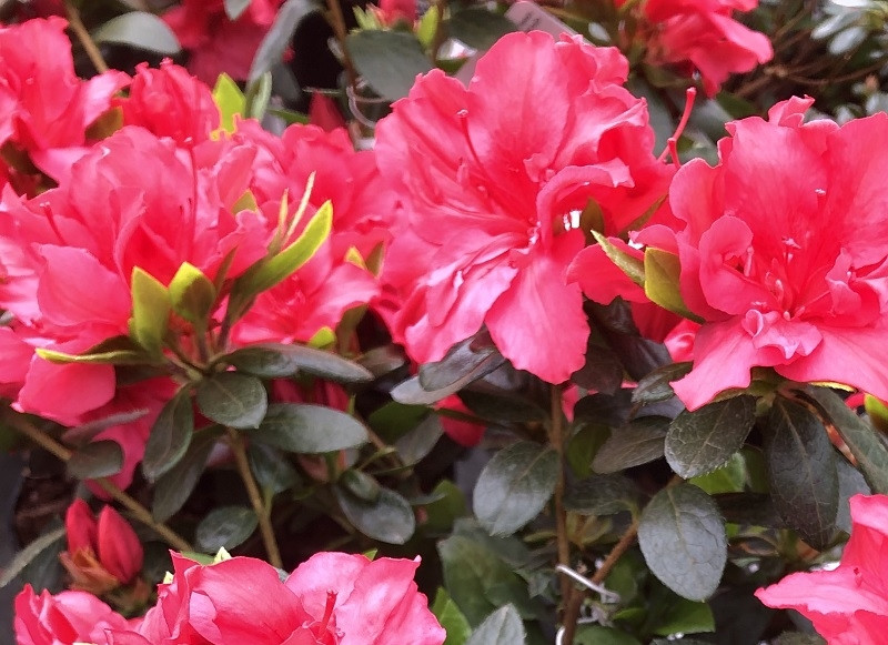 Rhododendron 'Vuyk's Scarlet'