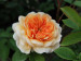 Rosa 'Port Sunlight' ® (Auslofty) - Roses - Plants